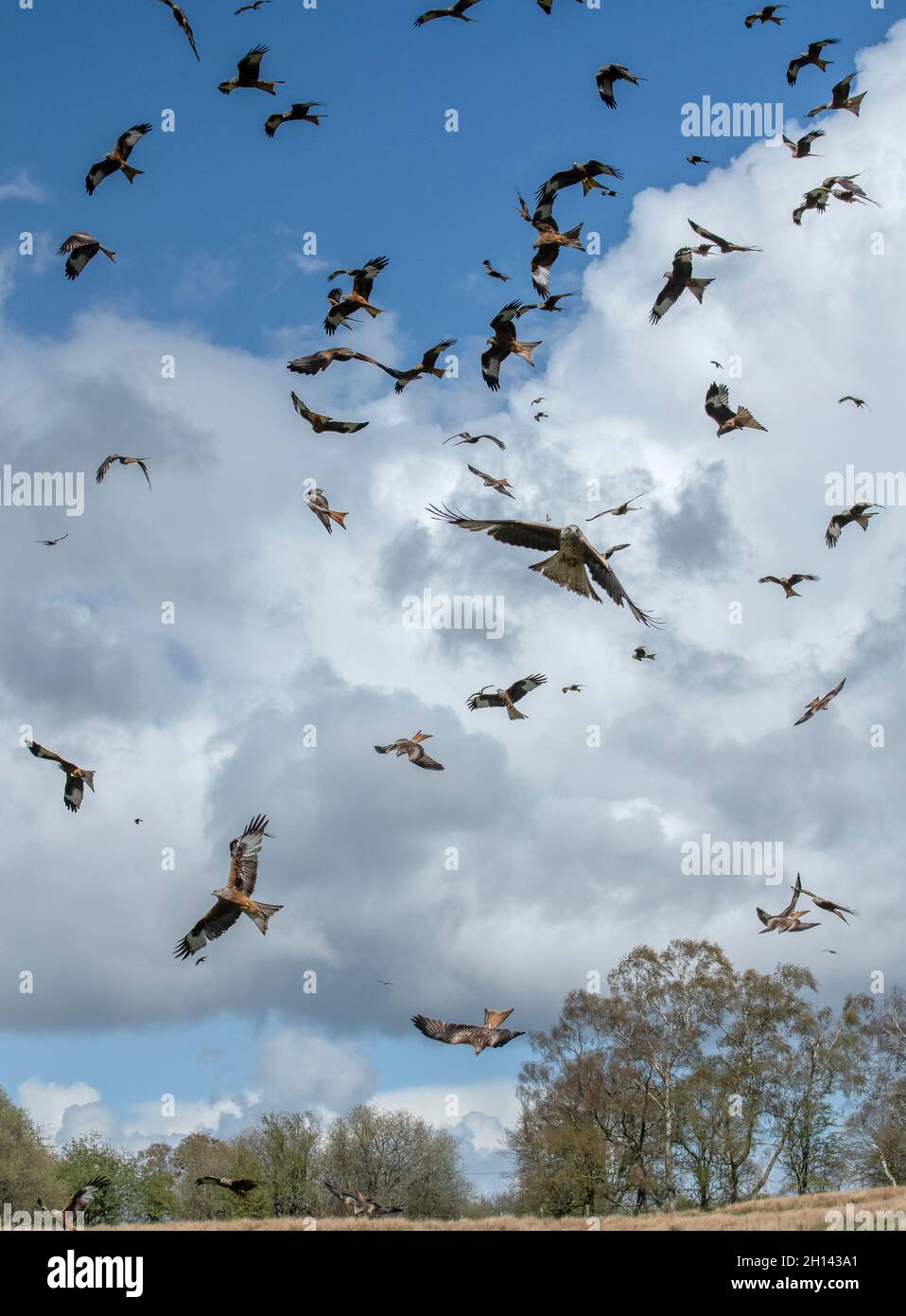 Masses of Red Kites in flight at Gigrin Farm, Red kite feeding centre ...