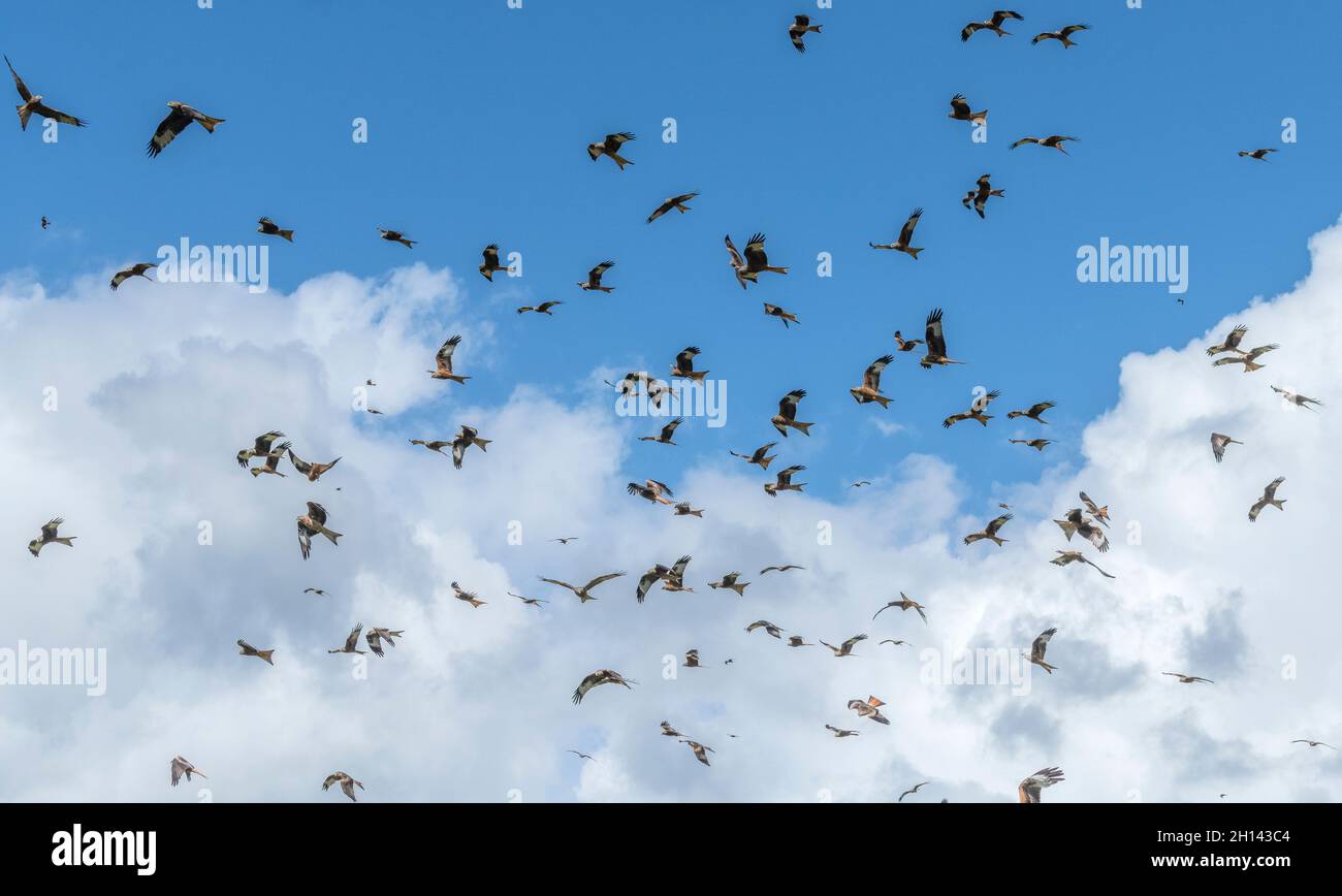 Masses of Red Kites in flight at Gigrin Farm, Red kite feeding centre ...