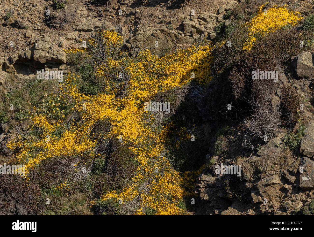 Prostrate Broom, Cytisus scoparius ssp. maritimus in flower on coastal ...