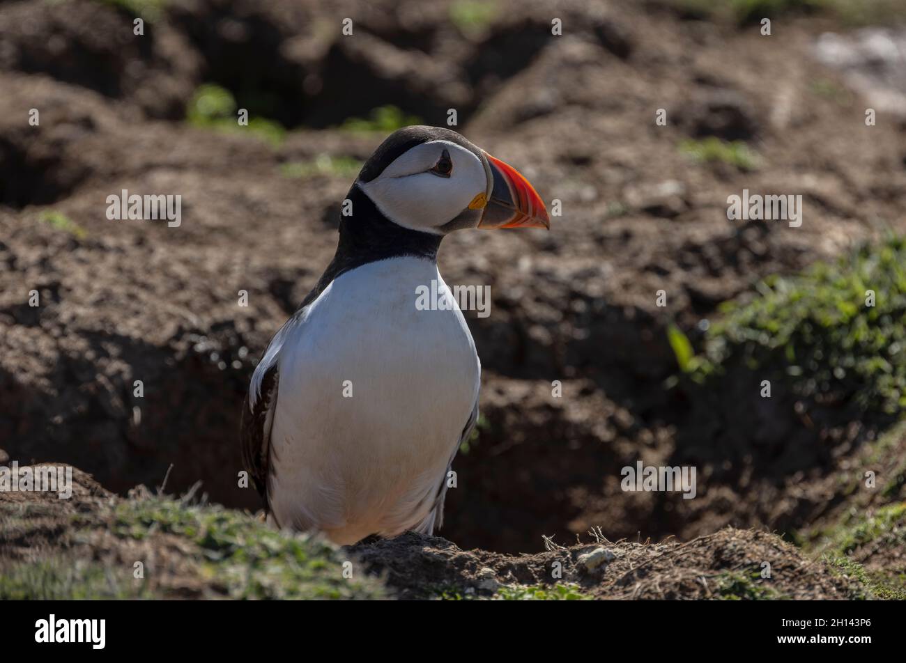 Common puffin, Fratercula arctica, close to burrow in coastal turf on ...