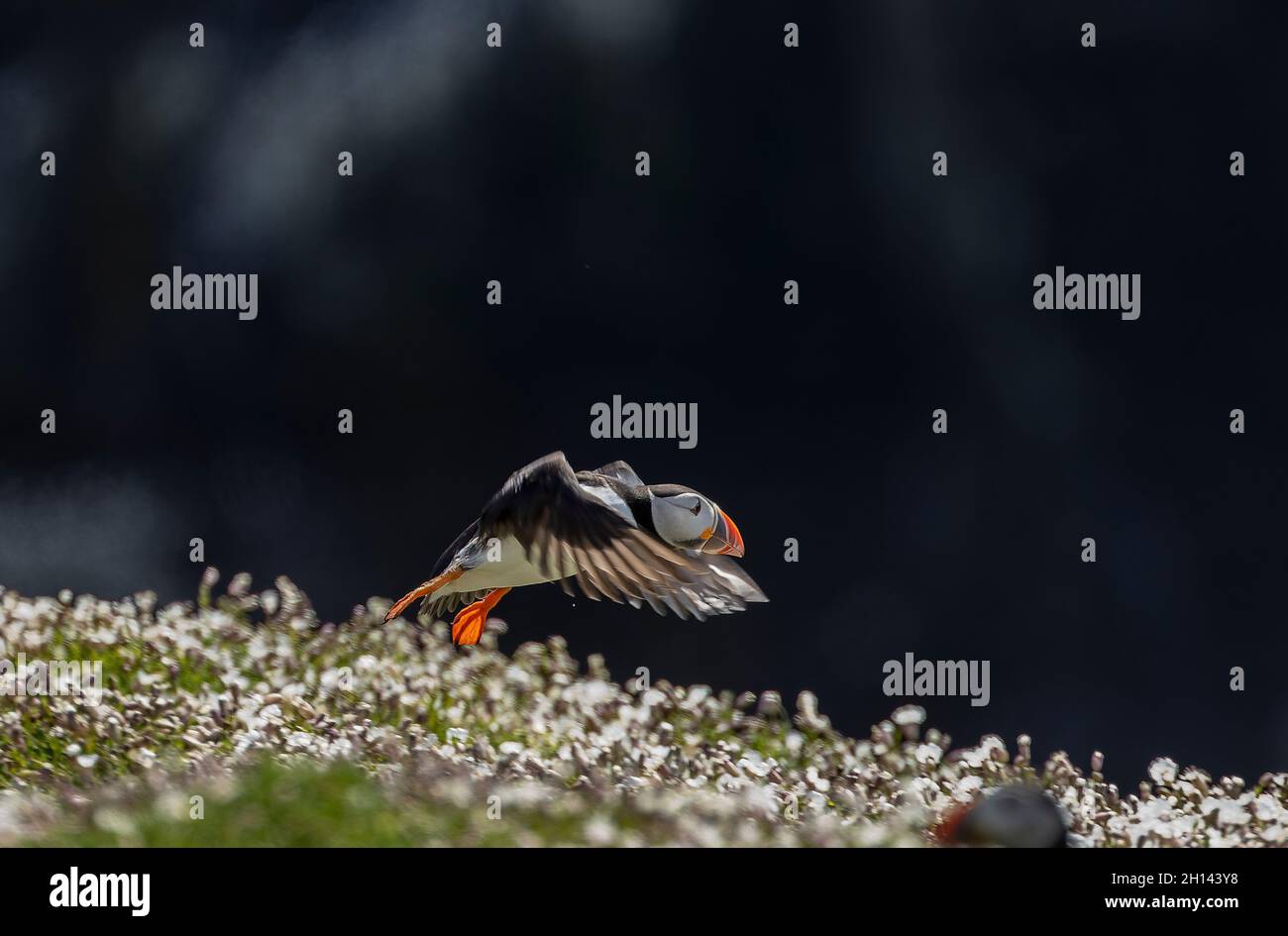 Common puffin, Fratercula arctica, in flight over coastal turf with Sea ...