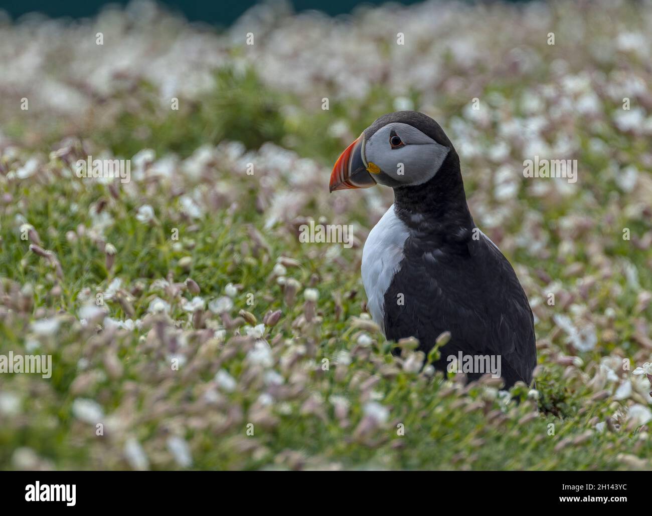 Common puffin, Fratercula arctica, in coastal turf with Sea Campion on ...