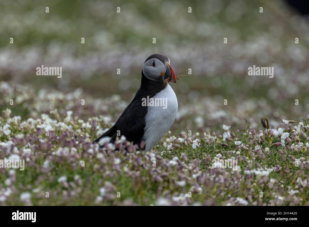 Common puffin, Fratercula arctica, in coastal turf with Sea Campion on ...