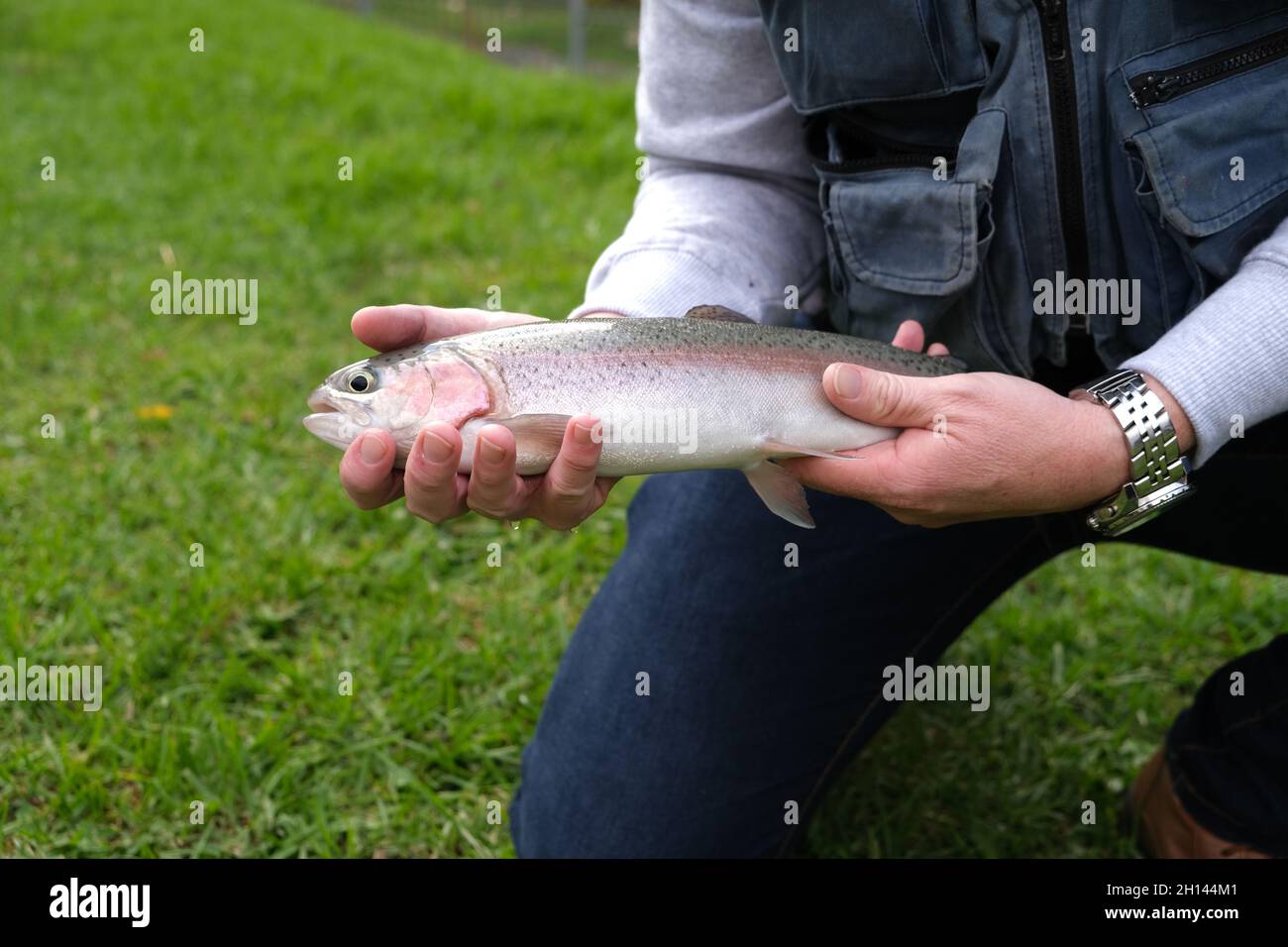 Caucasian man hands holding a fish Stock Photo - Alamy