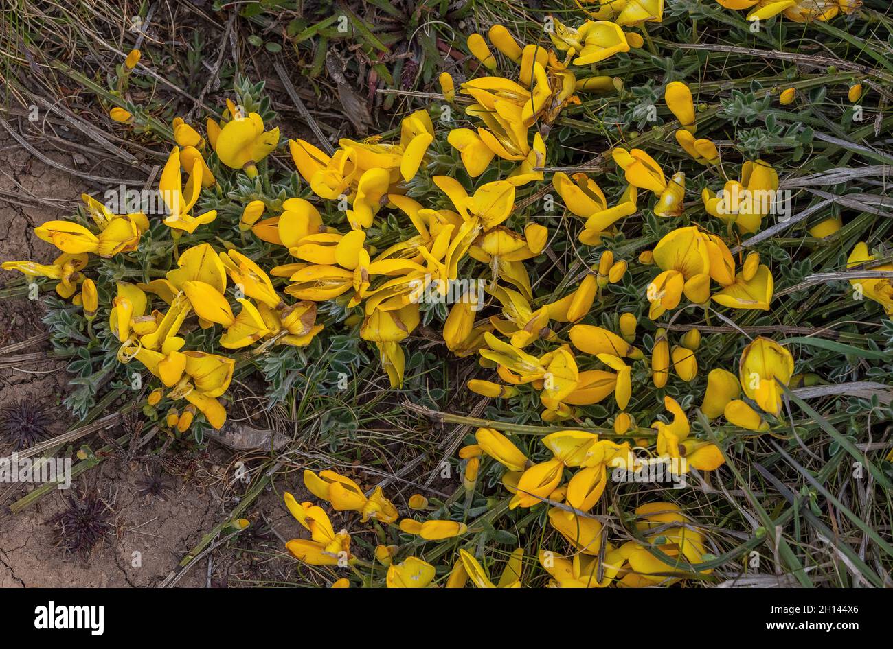 Prostrate Broom, Cytisus scoparius ssp. maritimus in flower on coastal ...