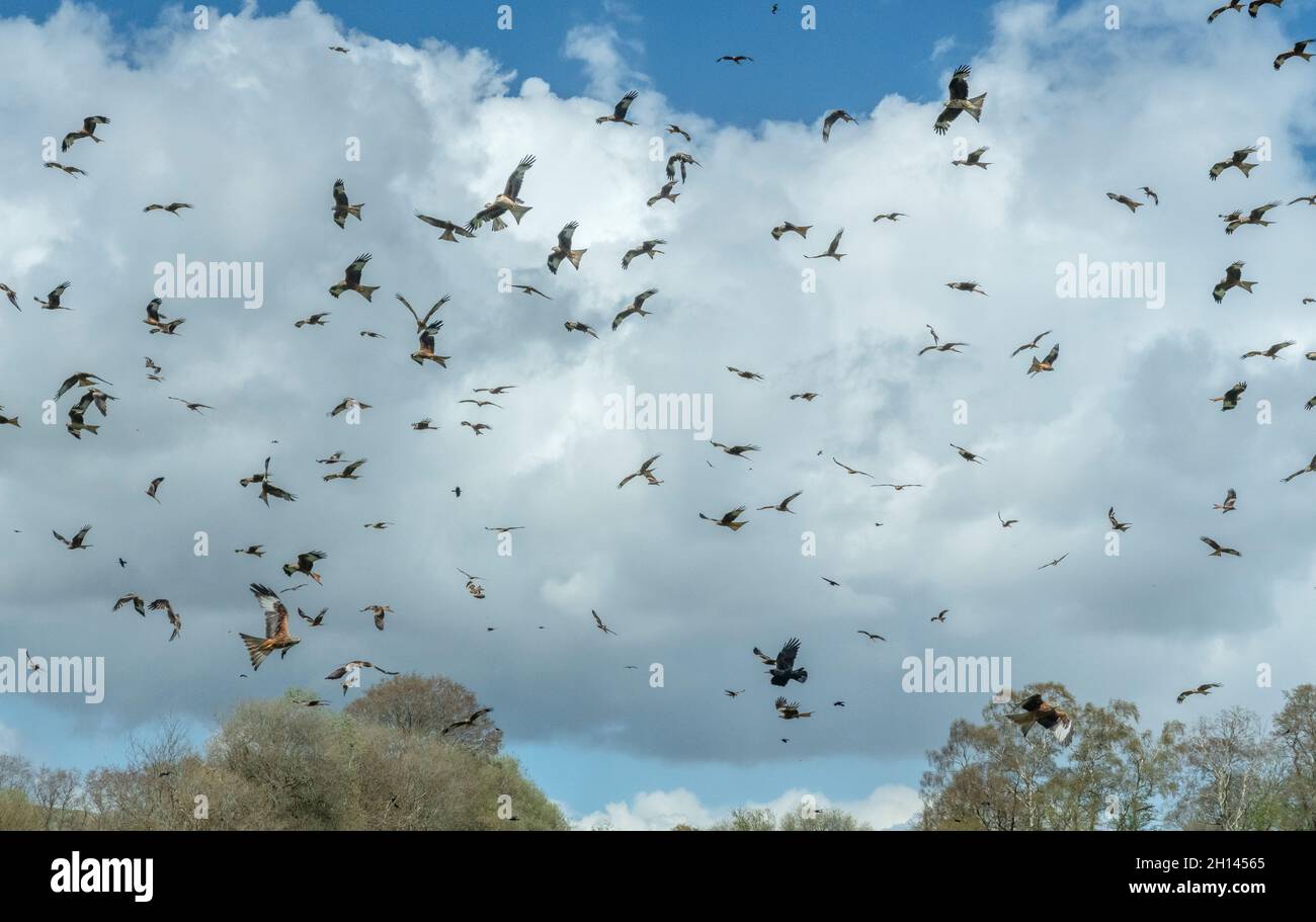 Gigrin farm red kite feeding centre hi-res stock photography and images ...