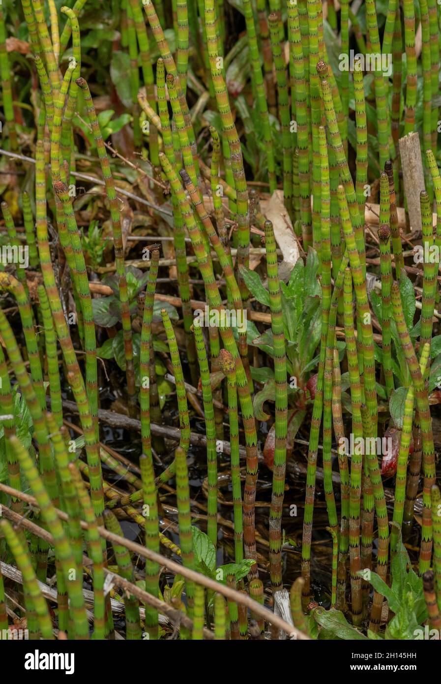 Water Horsetail, Equisetum fluviatile, growing en masse in lake ...