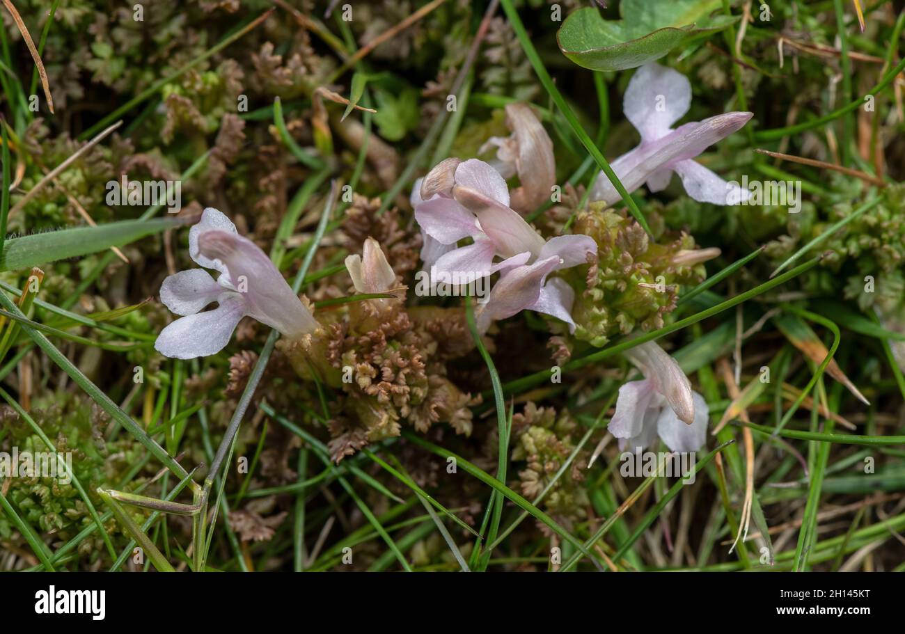 Pale pink form hi-res stock photography and images - Alamy