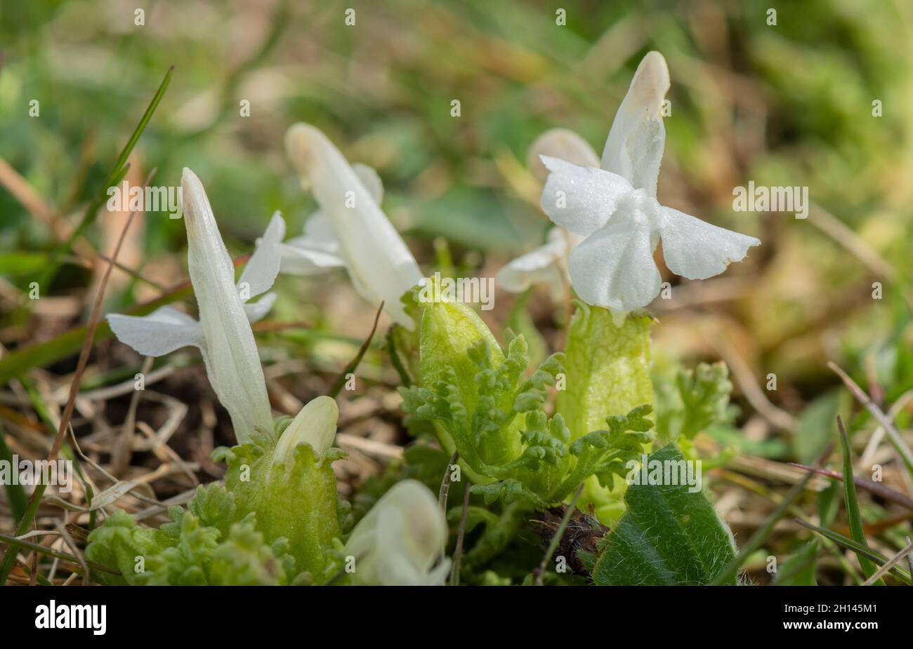 Alba albino hi-res stock photography and images - Alamy