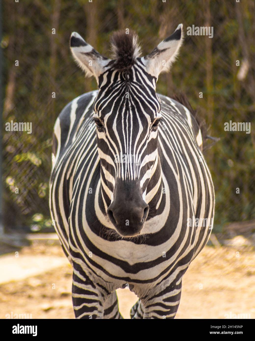 Portrait of a zebra, with the cientific name "Dolichohippus Hippotigris ...