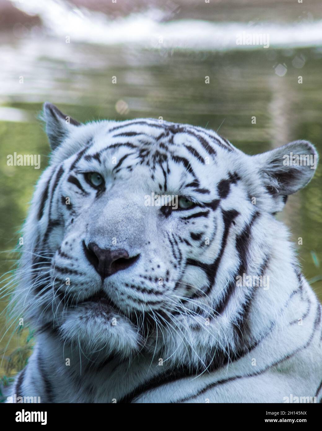 White Bengal Tiger with the scientific name "Panthera tigris tigris ...