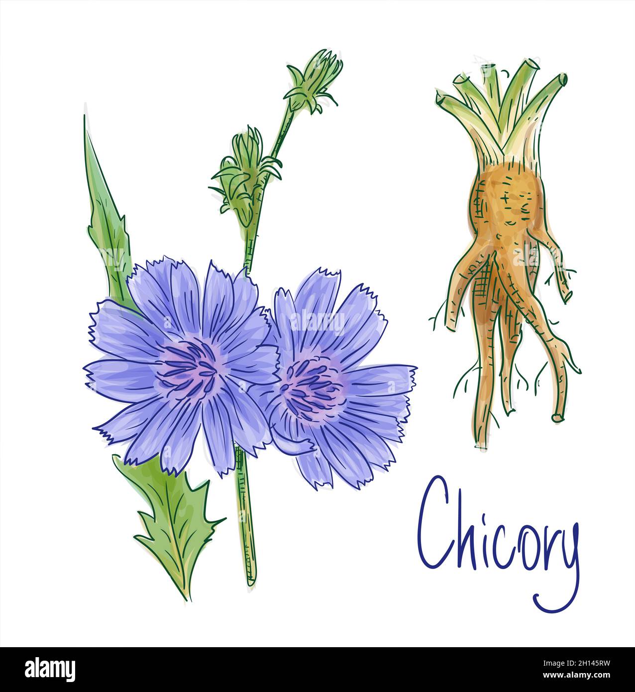 Common chicory or Cichorium intybus. Vector illustration Stock Vector ...