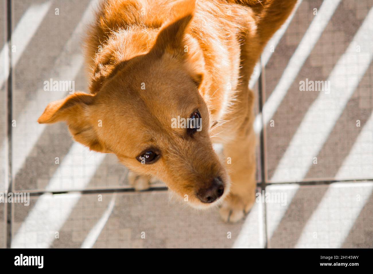 Small cute brown dog looking up Stock Photo - Alamy
