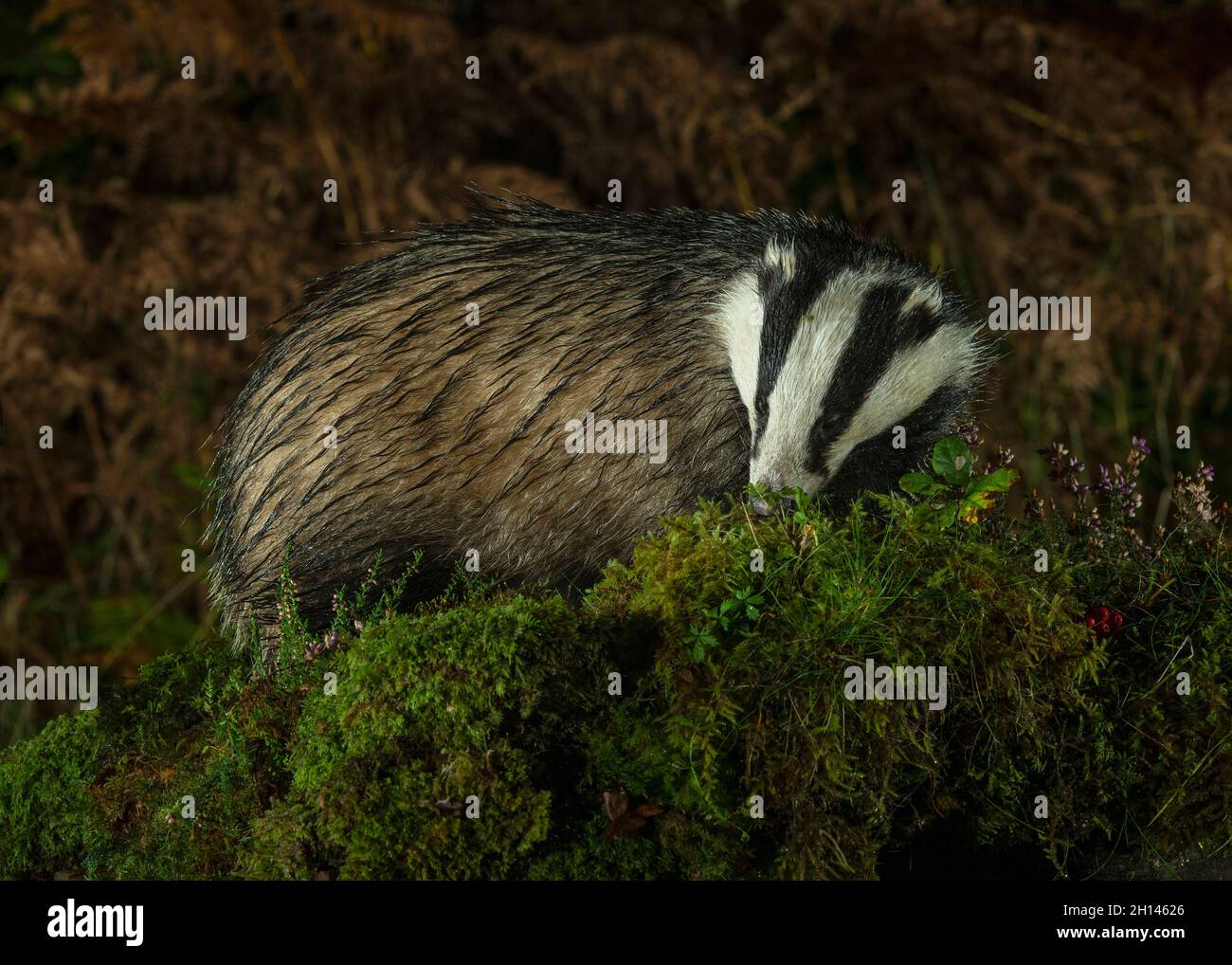 Badger (Meles meles), feeding in the rain, autumn, Morvern, Scotland ...