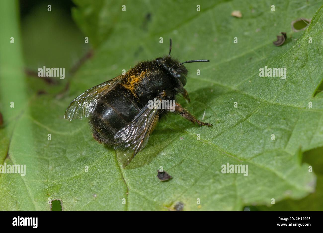 Female Hairy-footed flower bee, Anthophora plumipes resting on leaf ...