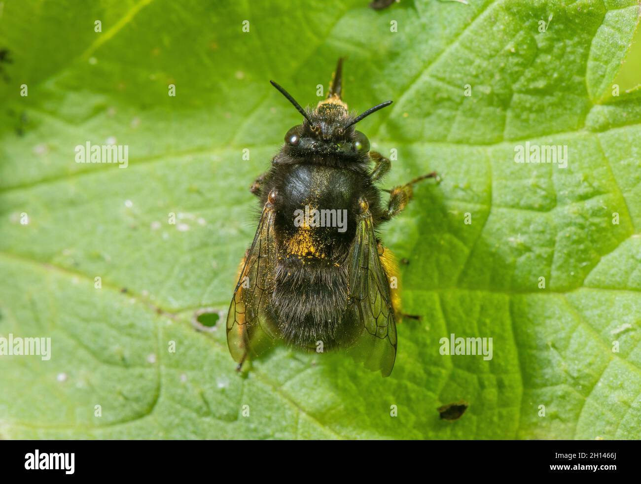 Female Hairy-footed flower bee, Anthophora plumipes resting on leaf ...