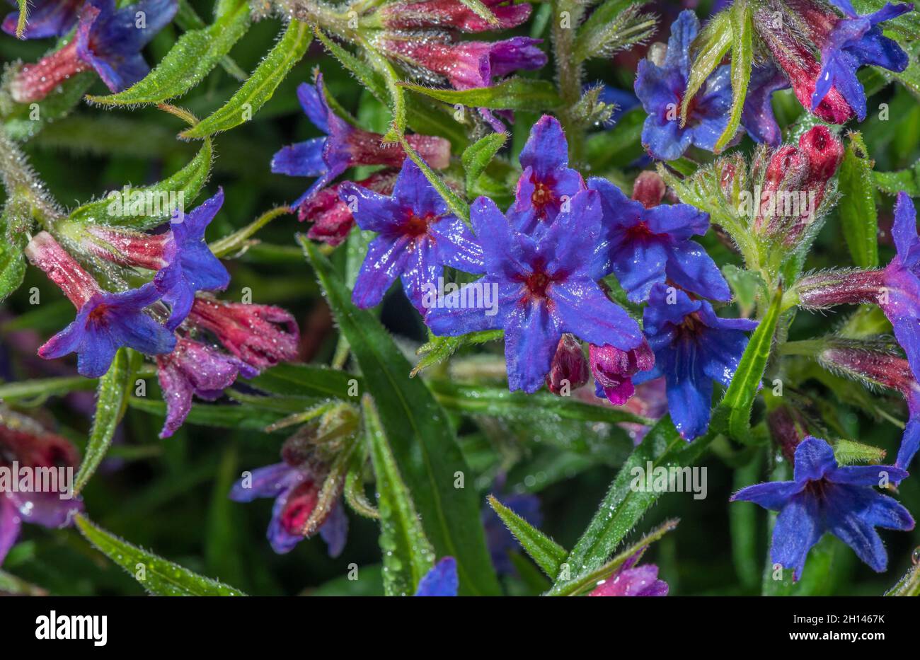 Purple Gromwell, Lithospermum purpurocaeruleum in flower. Rare UK plant ...