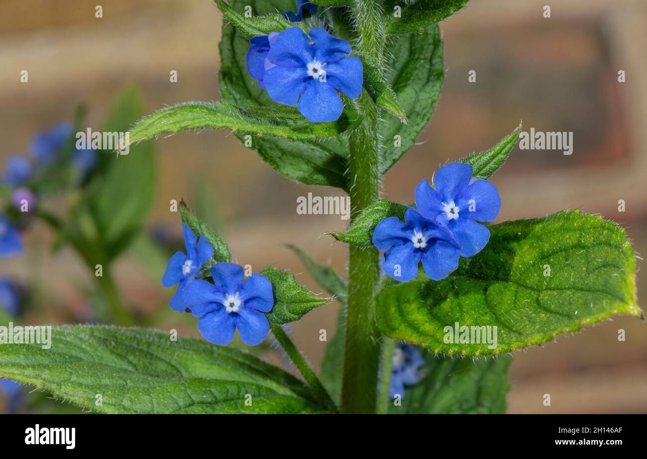 Evergreen bugloss pentaglottis sempervirens hi-res stock photography ...