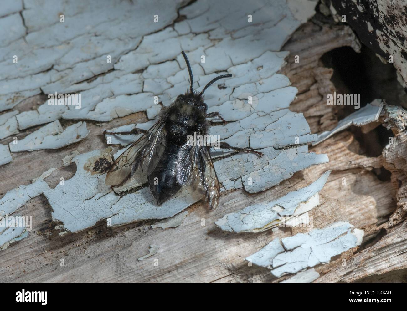 Common Mourning Bee, Melecta albifrons waiting near colony of its host ...