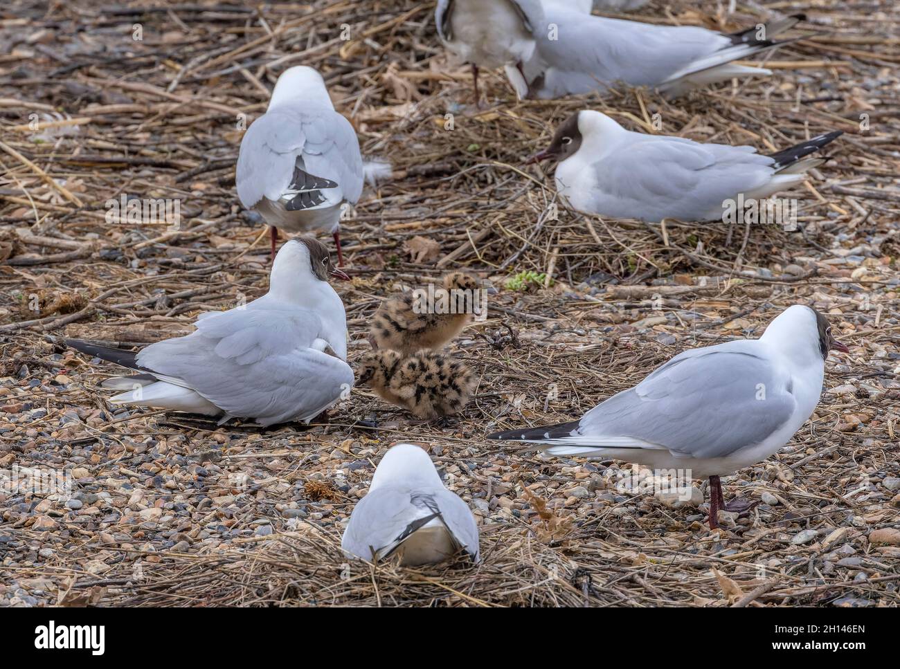 Breeding colony of Black-headed gulls, Chroicocephalus ridibundus, with ...