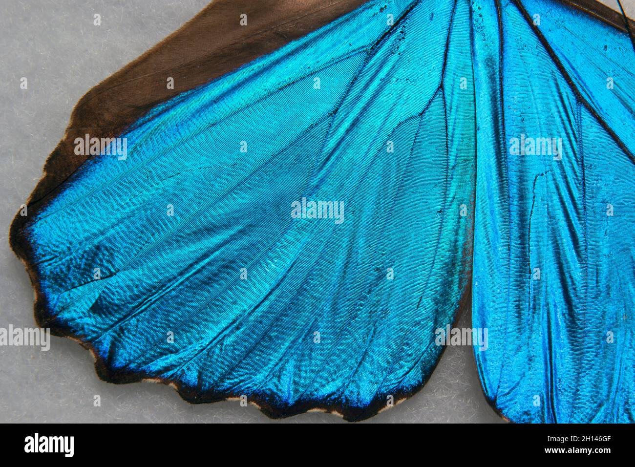 Menelaus blue morpho - Morpho menelaus - macro butterfly wing Stock ...