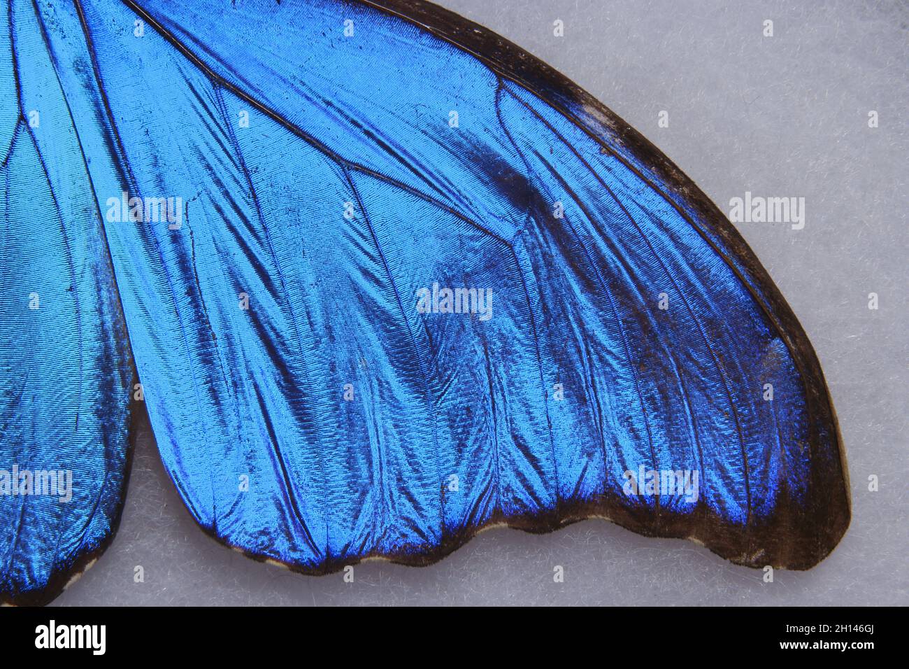 Menelaus blue morpho - Morpho menelaus - macro butterfly wing Stock ...