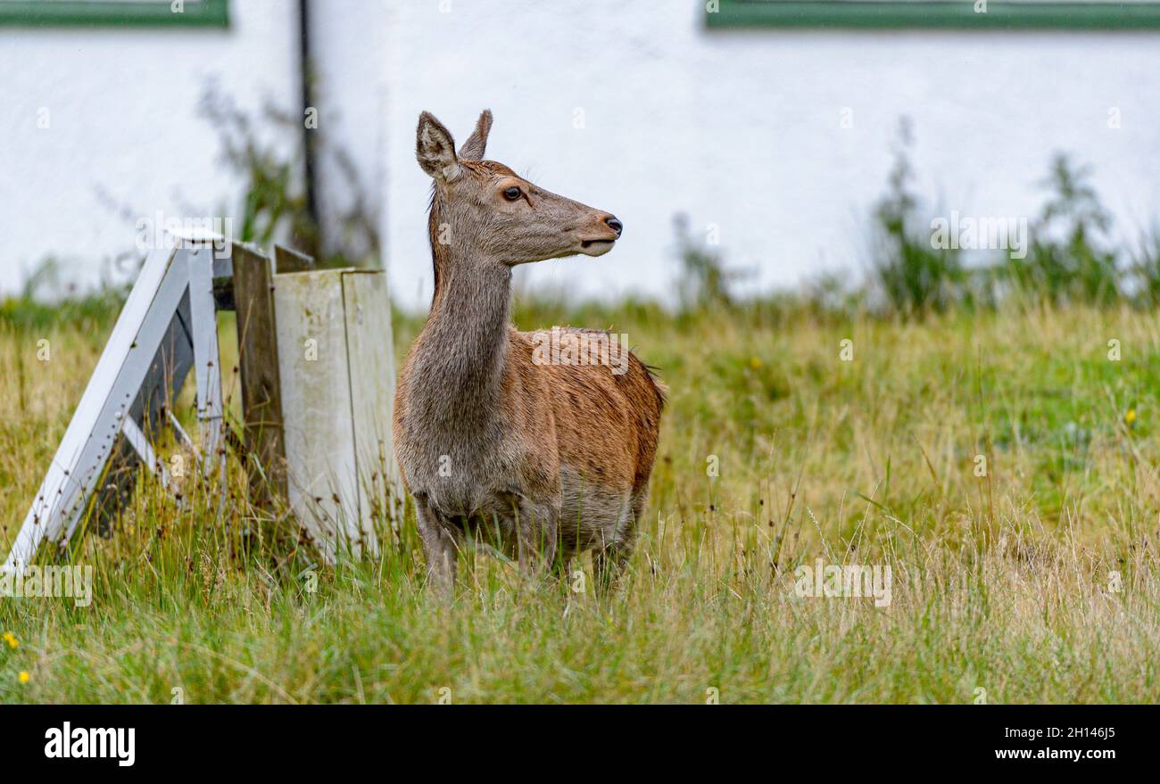 Red Deer, a female (hind) that has come close to a remote house in the ...