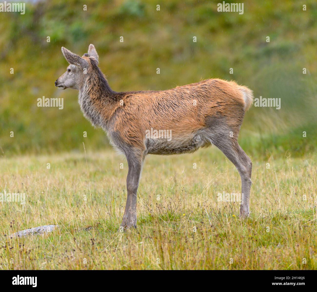 Scottish mountain fauna hi-res stock photography and images - Alamy