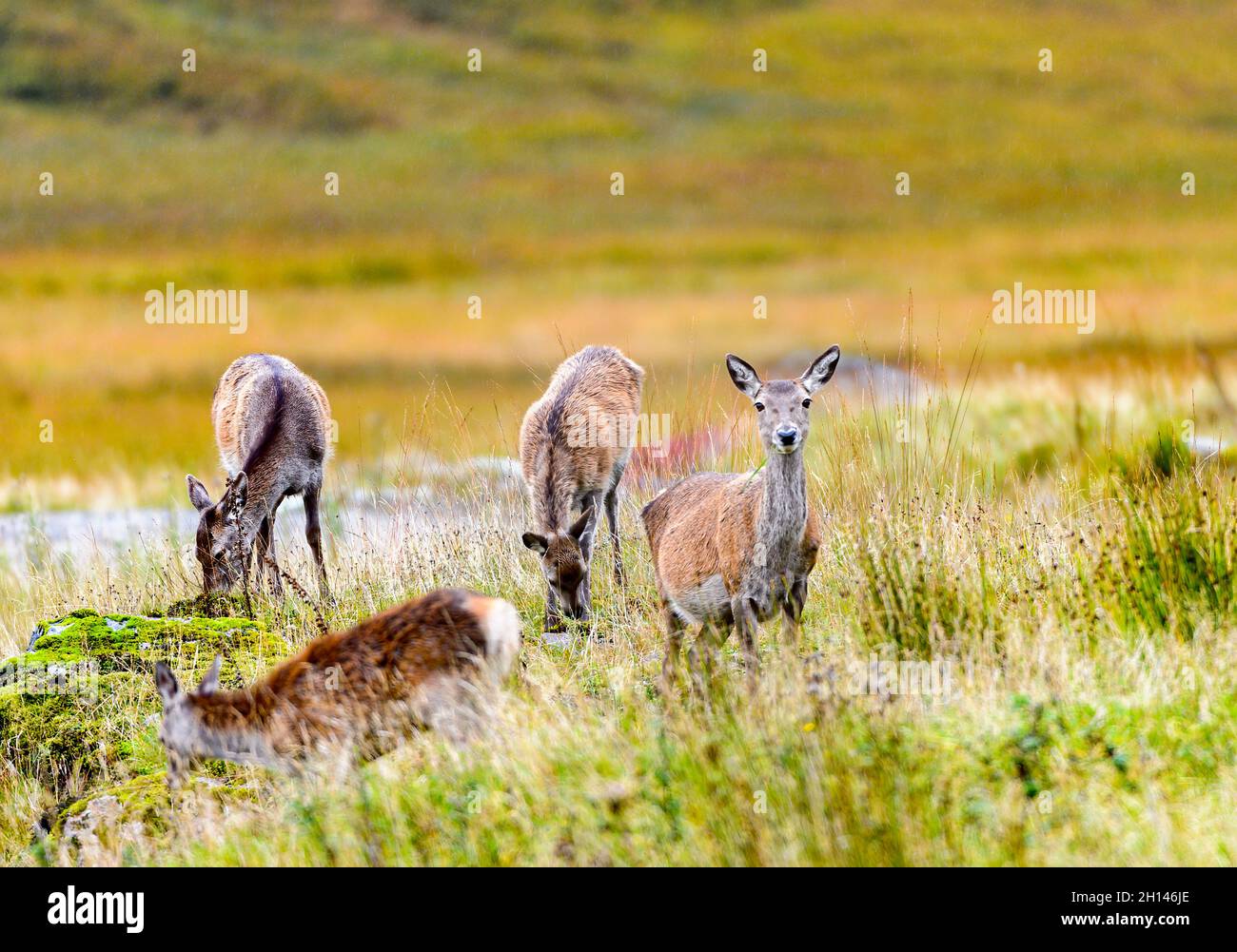 Highlands of Scotland, Red Deer, a female (hind) with calves Stock ...