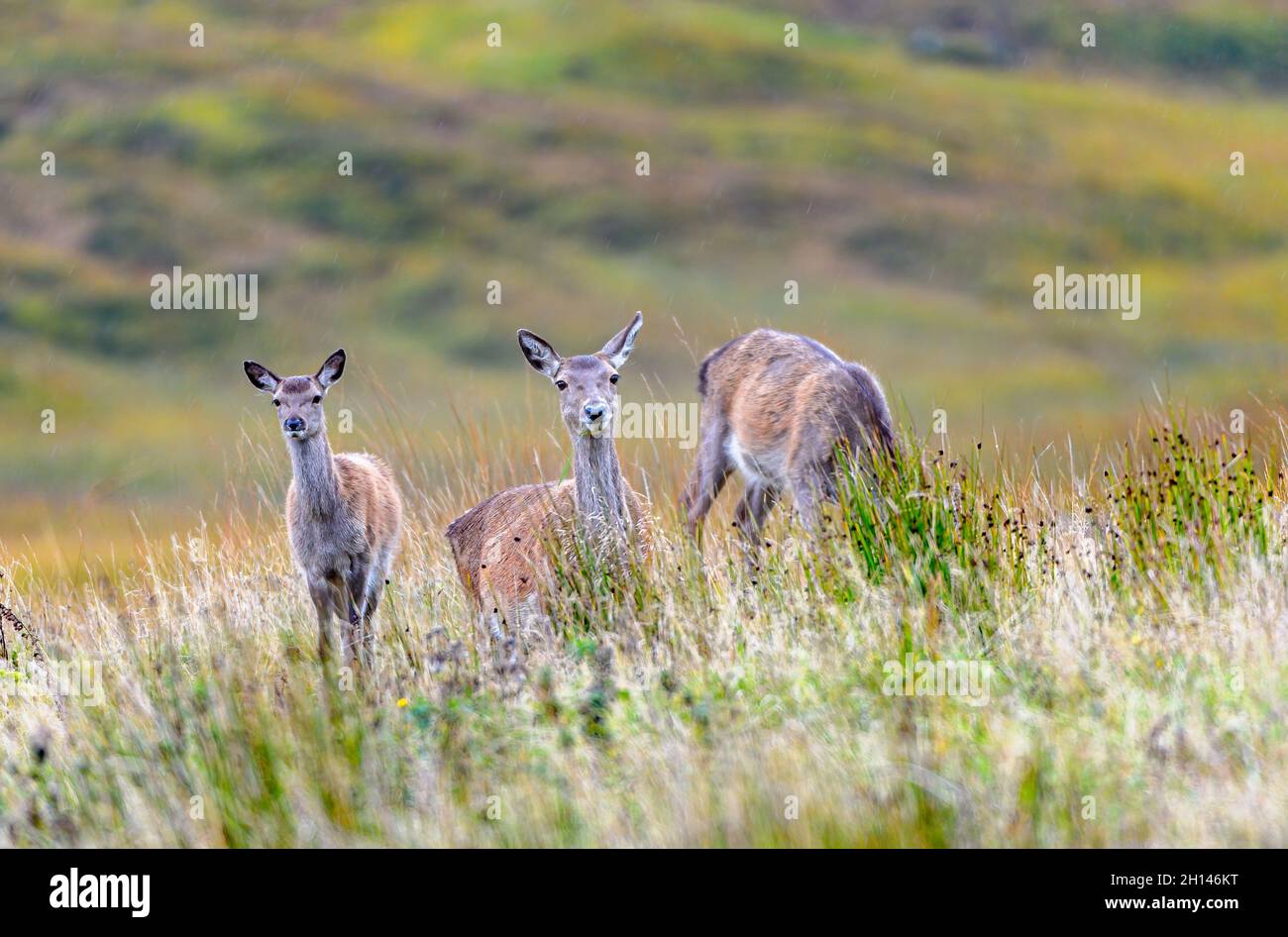 Highlands of Scotland, Red Deer, a female (hind) with calves Stock ...