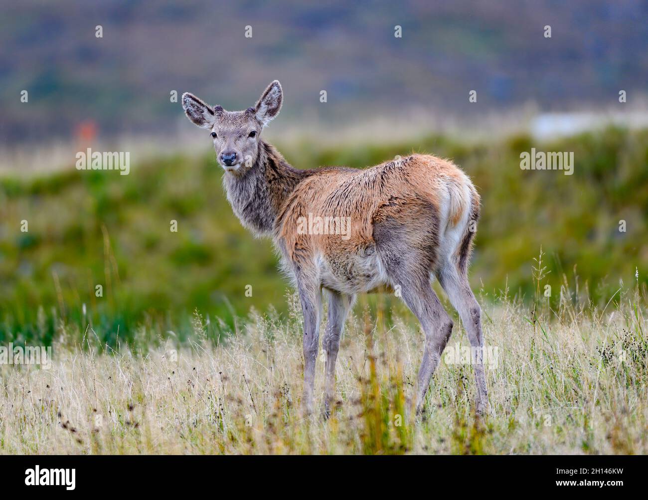 Scottish deer in landscape hi-res stock photography and images - Alamy