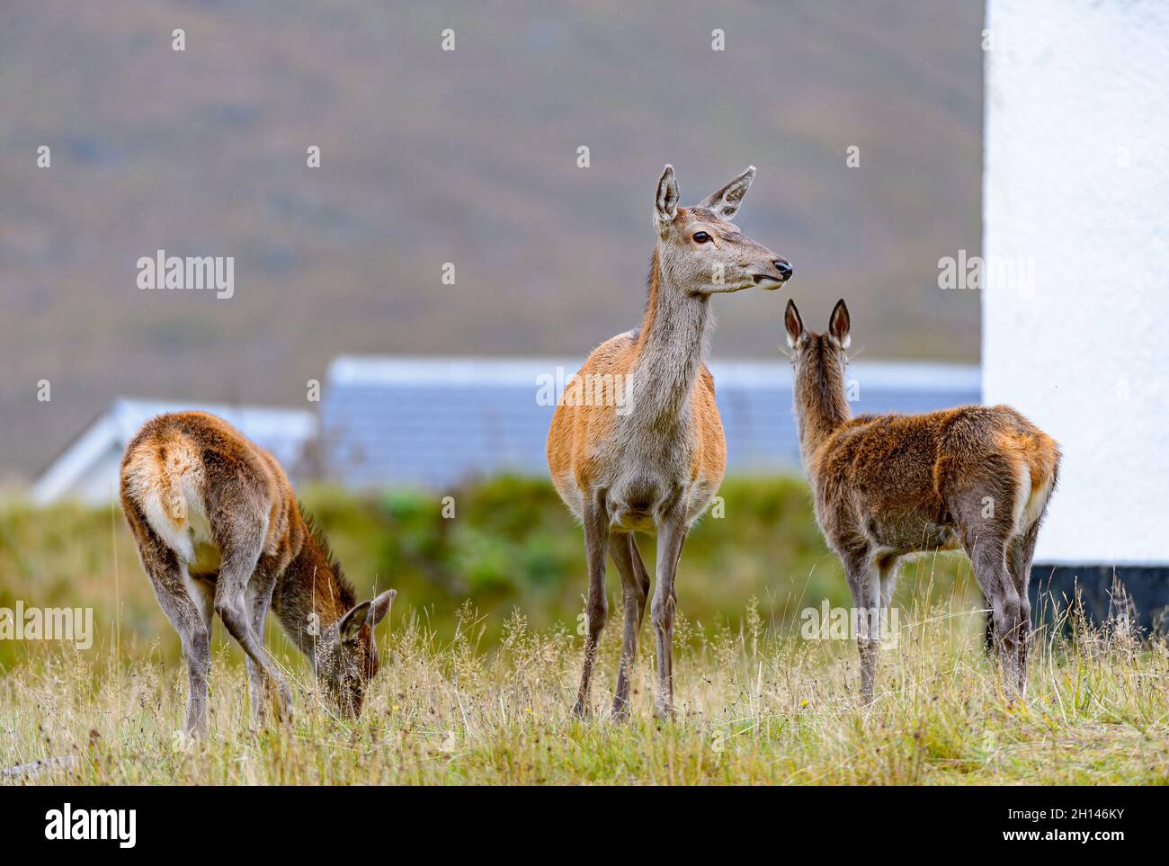 Red Deer, a female (hind) with calves that have come close to a remote ...