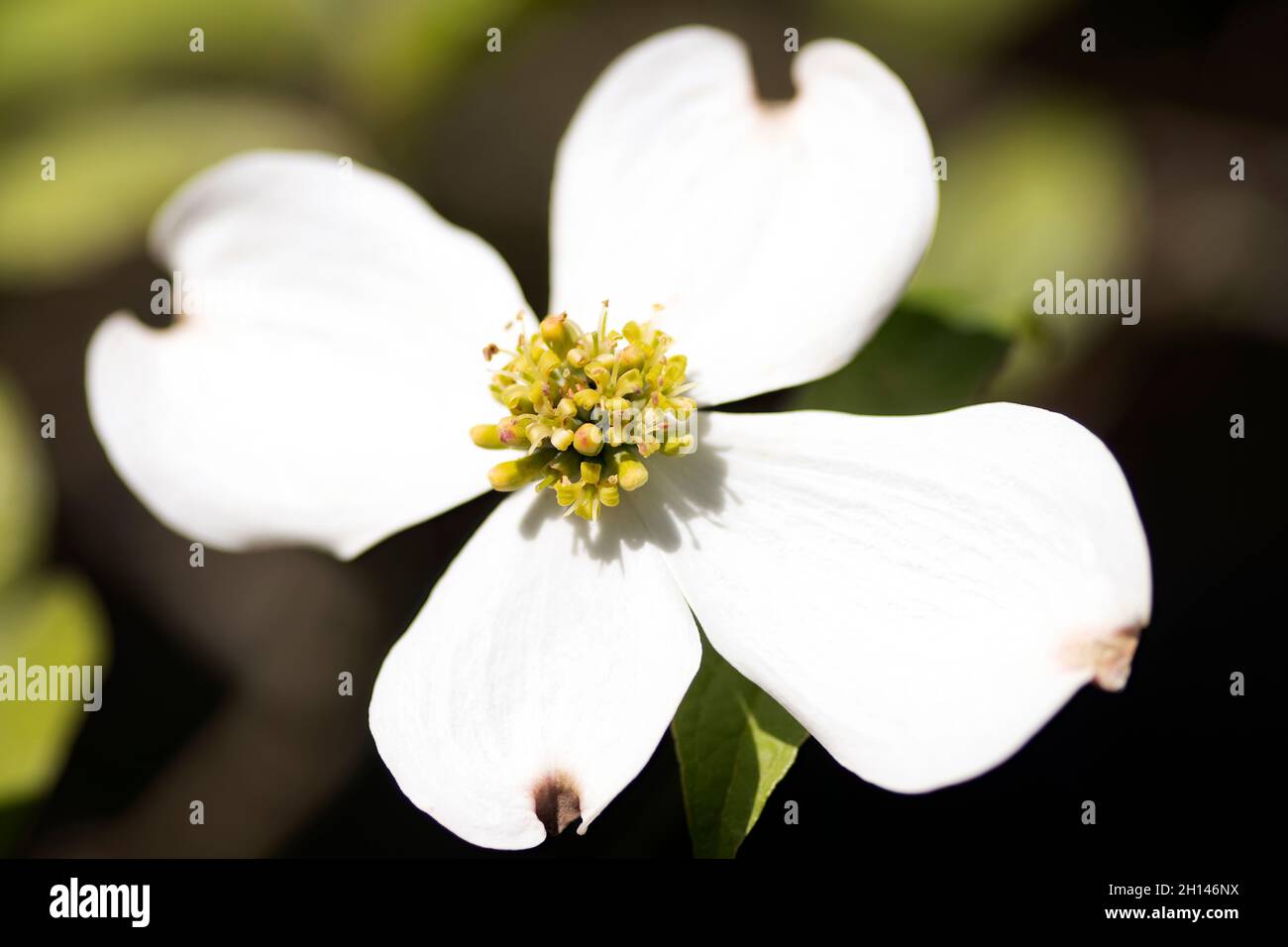 White dogwood flower in spring sunshine Stock Photo - Alamy