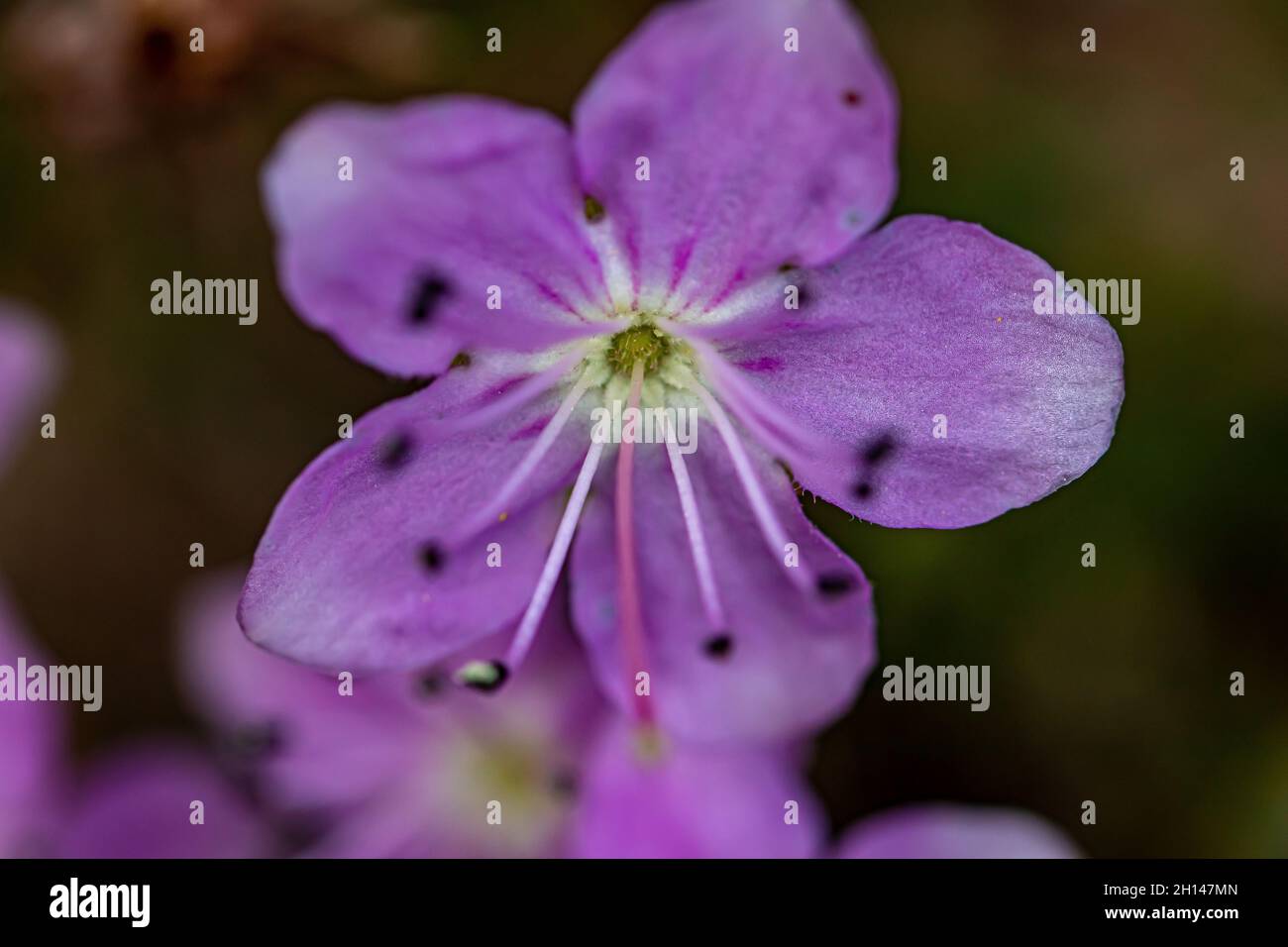 Rhodothamnus hi-res stock photography and images - Alamy