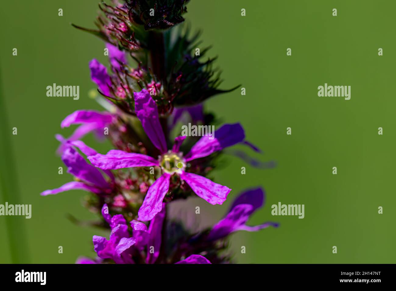 Lythrum leaf hi-res stock photography and images - Alamy
