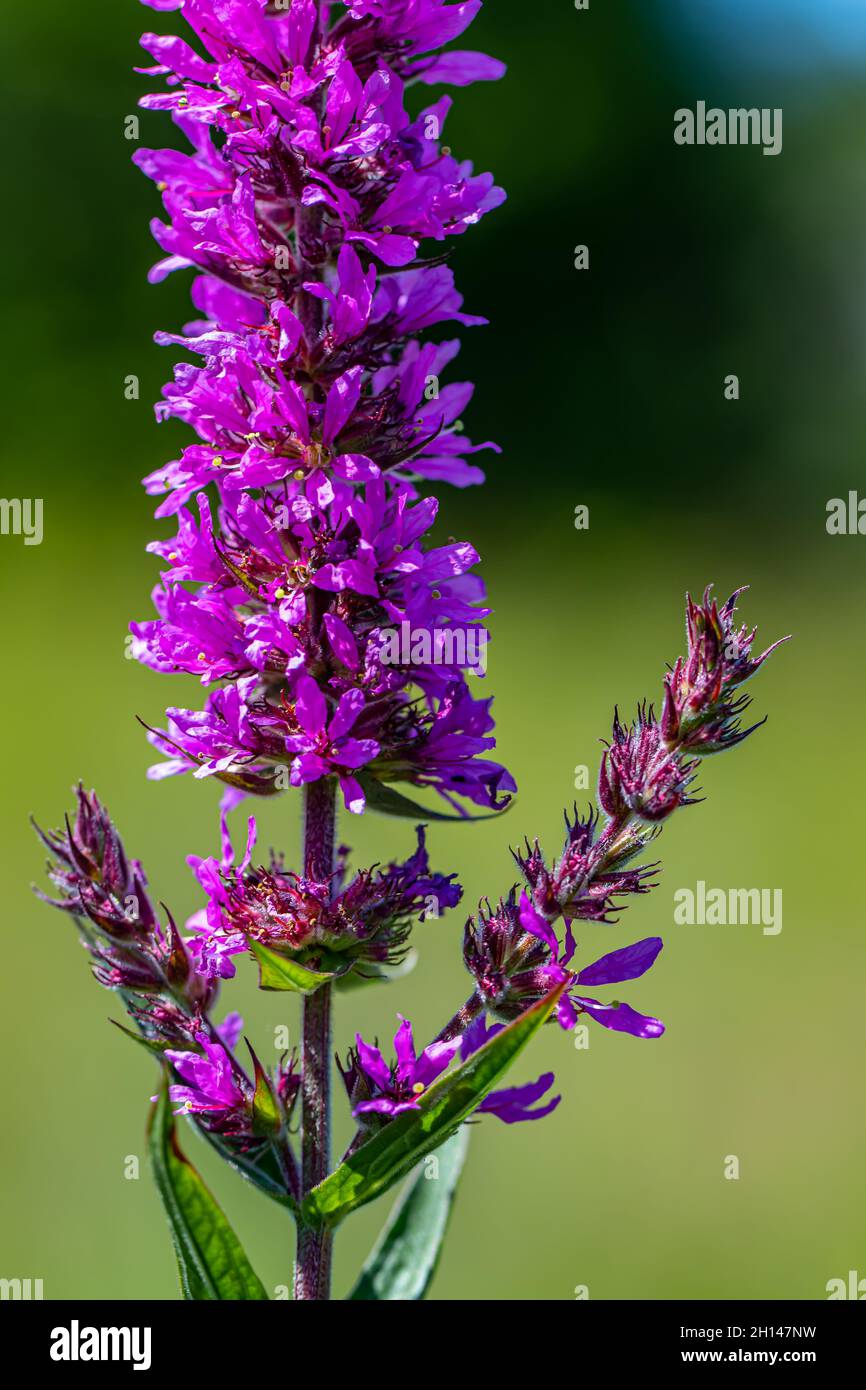 Lythrum leaf hi-res stock photography and images - Alamy