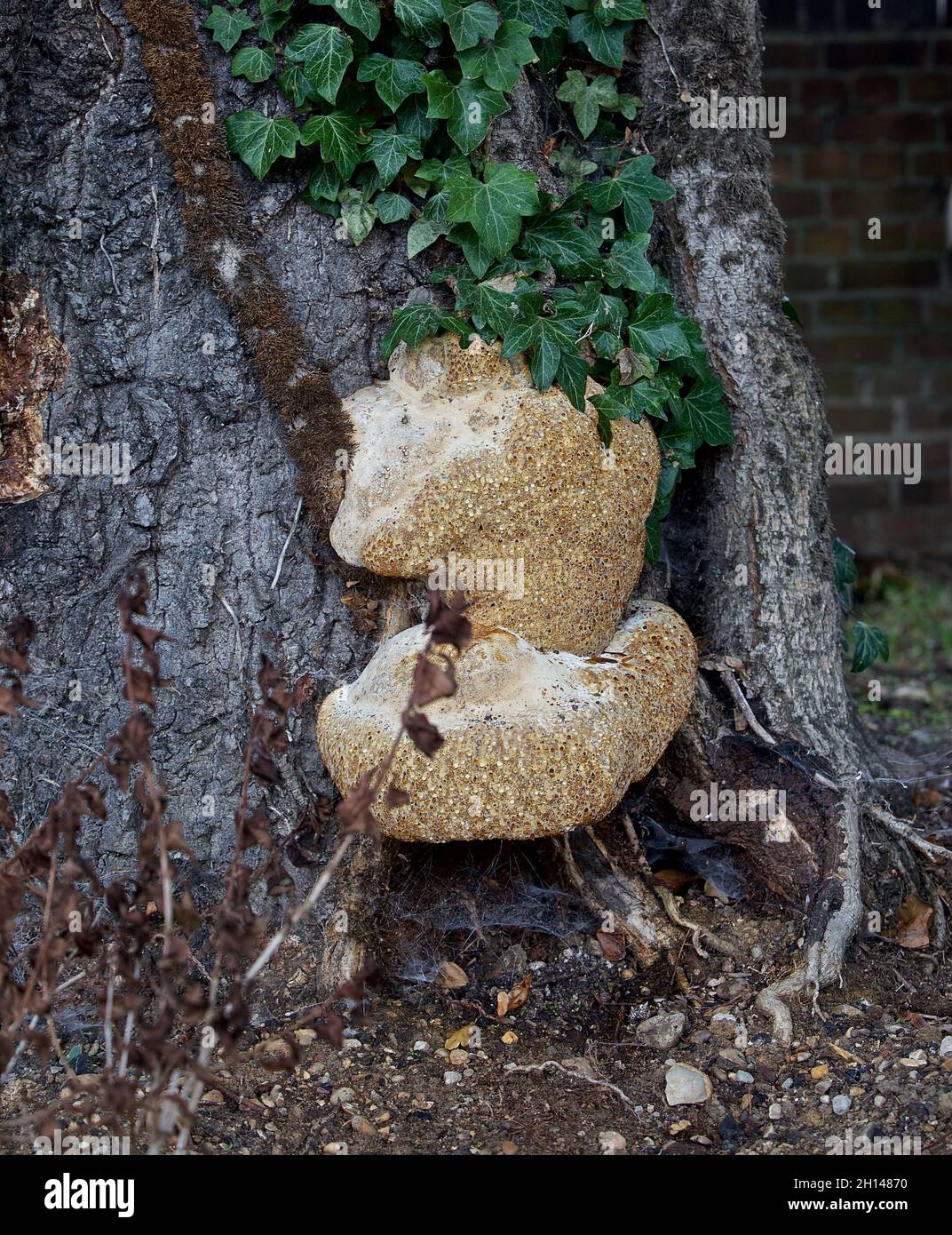 Fungi - Oak Bracket (Pseudoinonotus dryadeus) also known as Warted oak ...