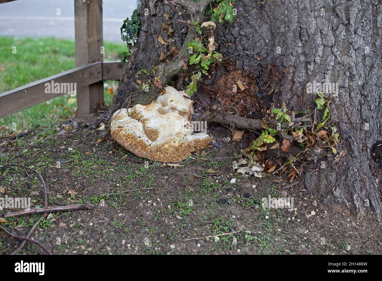 Fungi - Oak Bracket (Pseudoinonotus dryadeus) also known as Warted oak ...