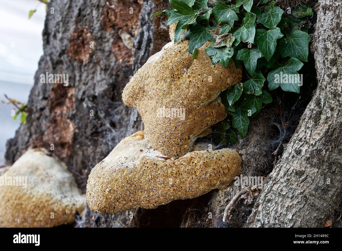 Fungi - Oak Bracket (Pseudoinonotus dryadeus) also known as Warted oak ...