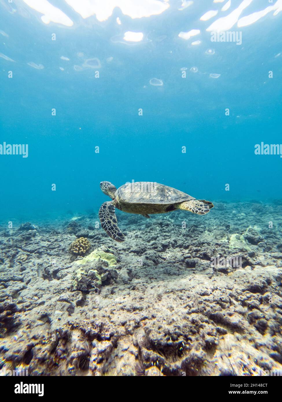 Cute small Cheloniidae underwater Stock Photo - Alamy