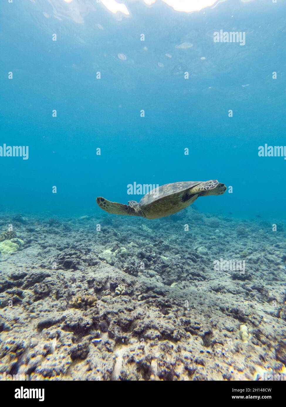 Cute small Cheloniidae underwater Stock Photo - Alamy