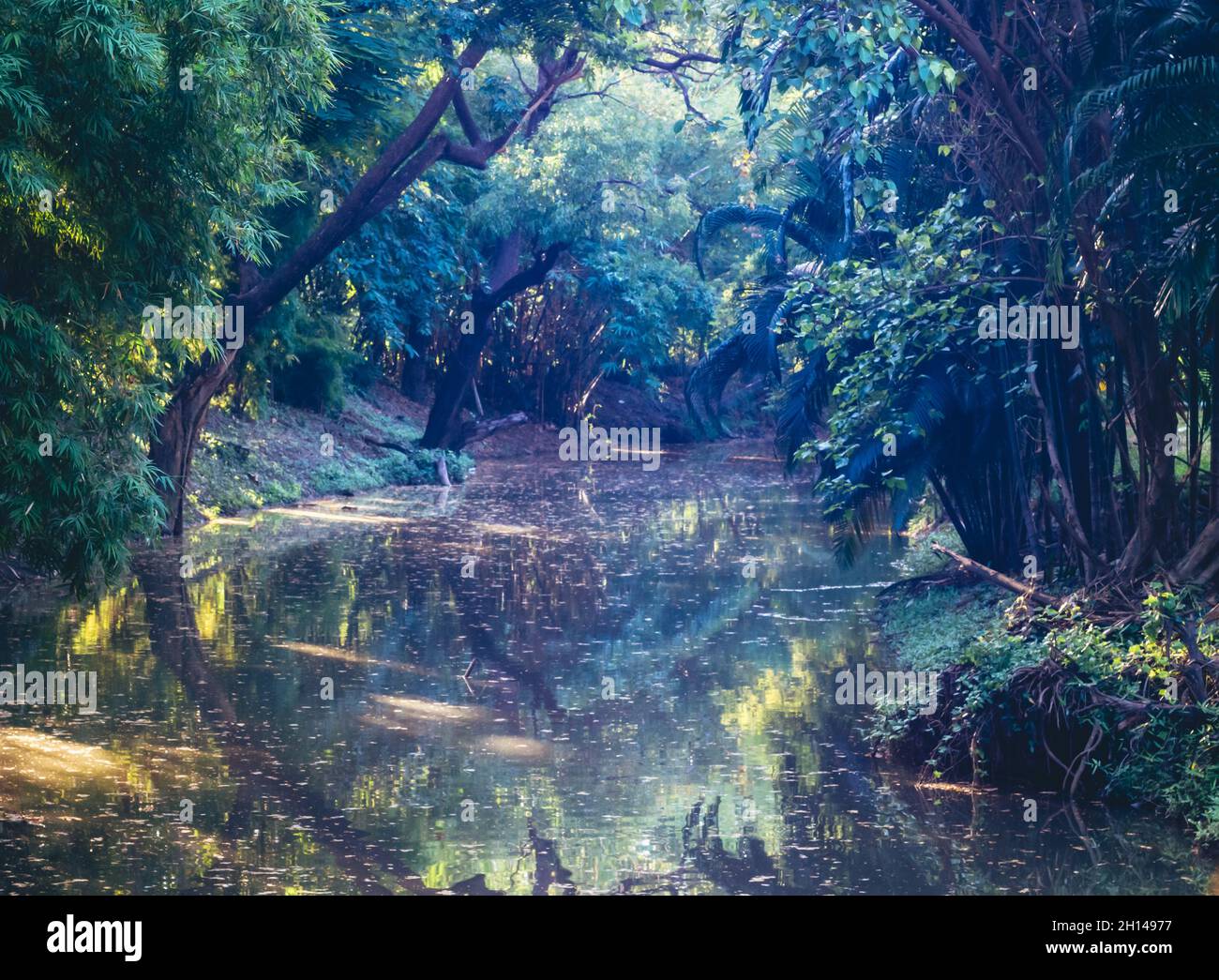 Deep forest and river landscape in tropical forest Asia Stock Photo - Alamy