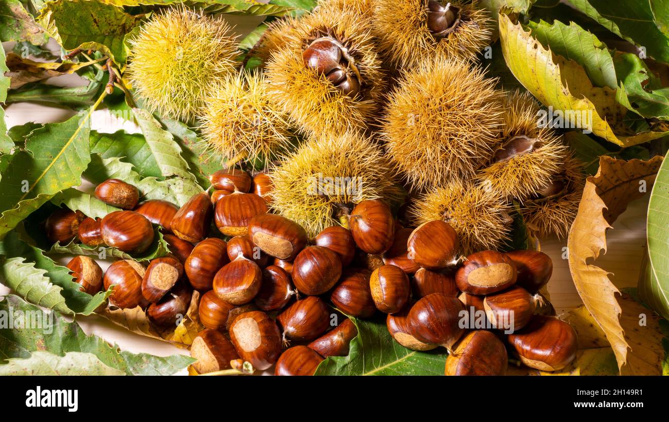 Autumn composition of chestnuts, hedgehogs and chestnut leaves. Fall ...