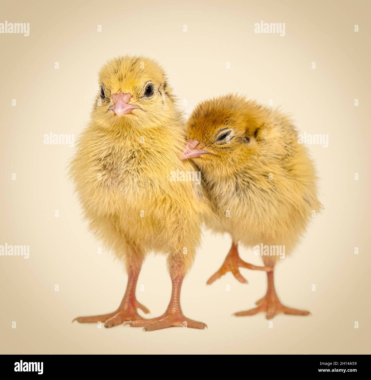 Two Japanese Quail, also known as Coturnix Quail, Coturnix japonica, 3 ...