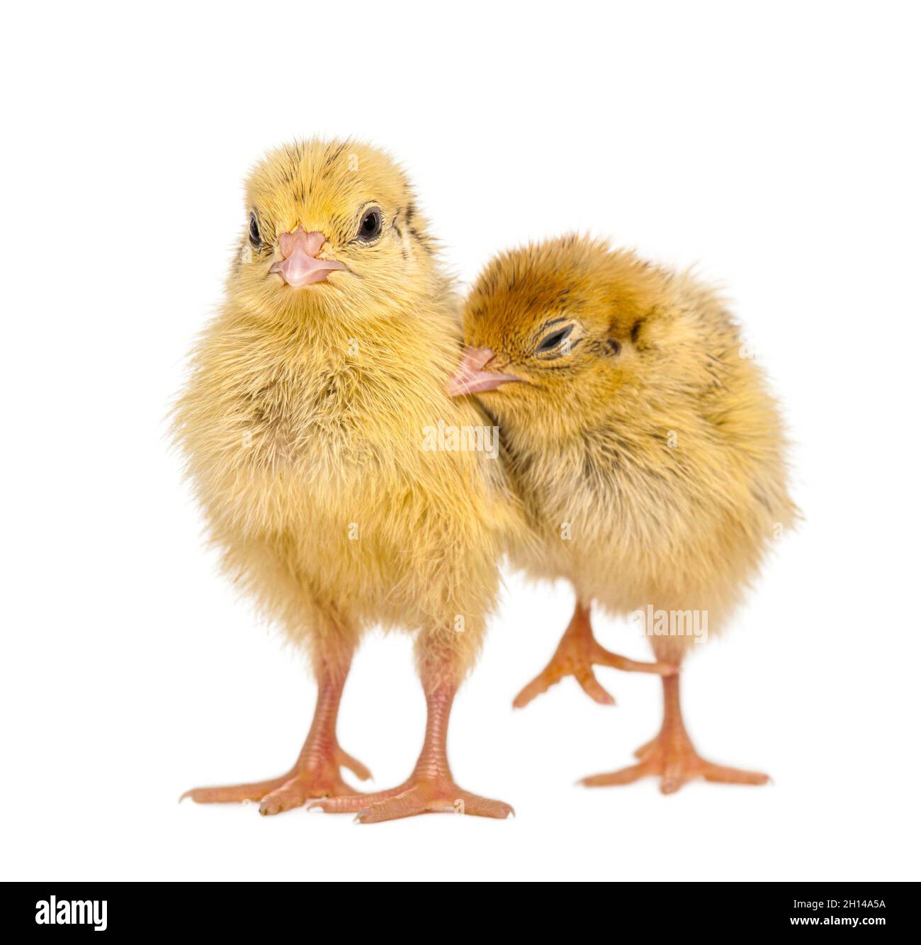 Two Japanese Quail, also known as Coturnix Quail, Coturnix japonica, 3 ...