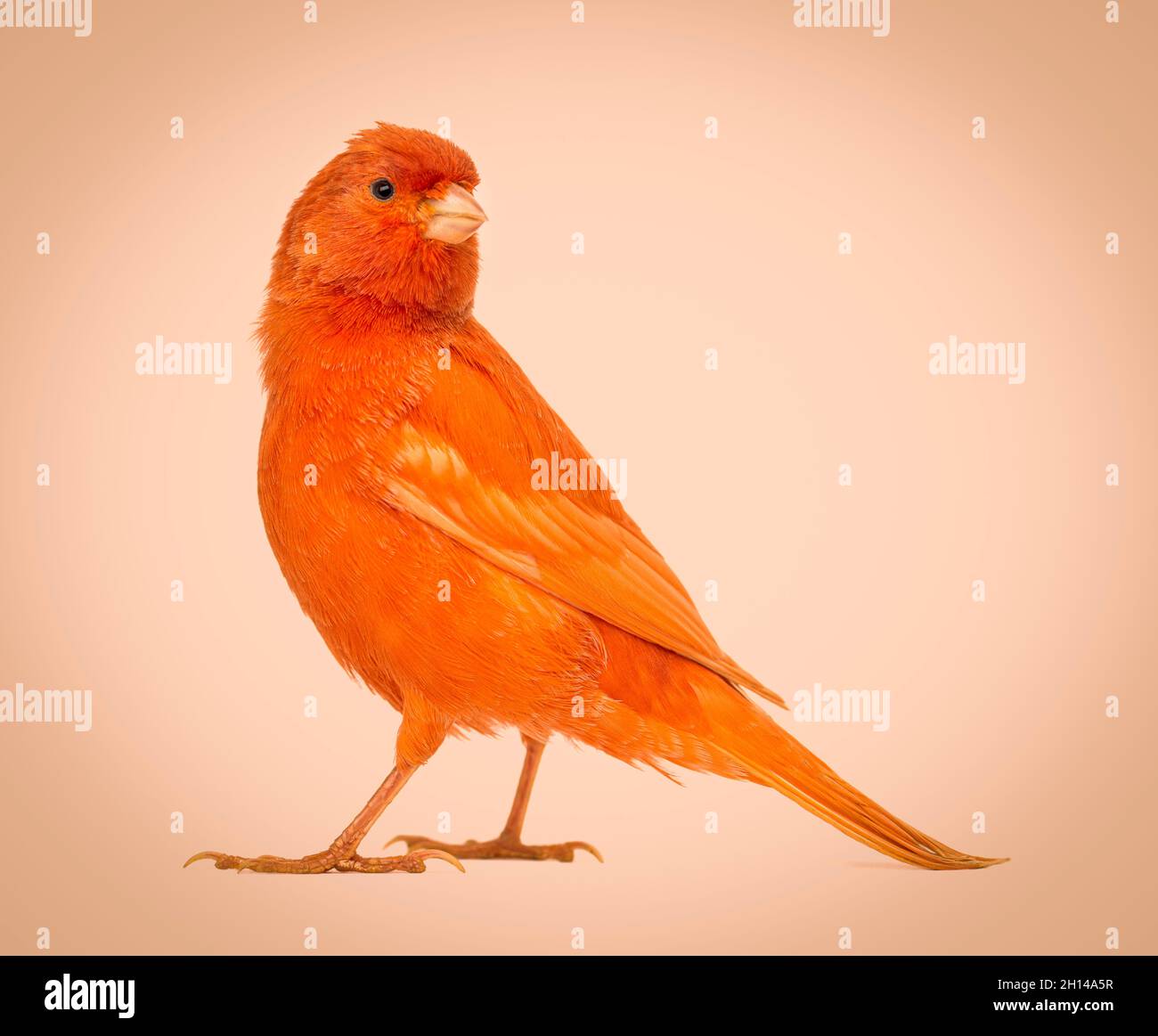 Red canary, Serinus canaria, against white background Stock Photo - Alamy