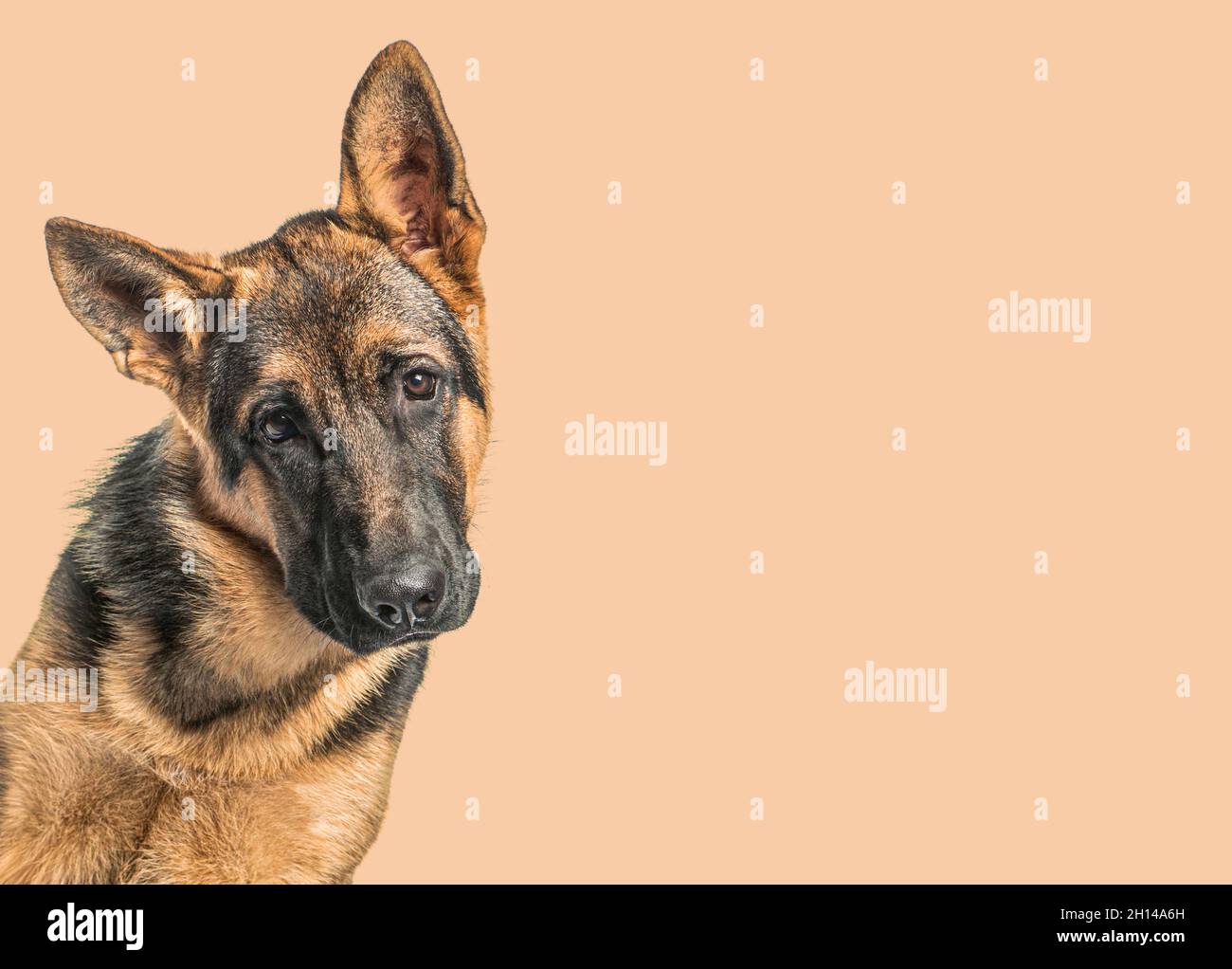 Close-up of a Young German Shepherd dog in front of an orange ...