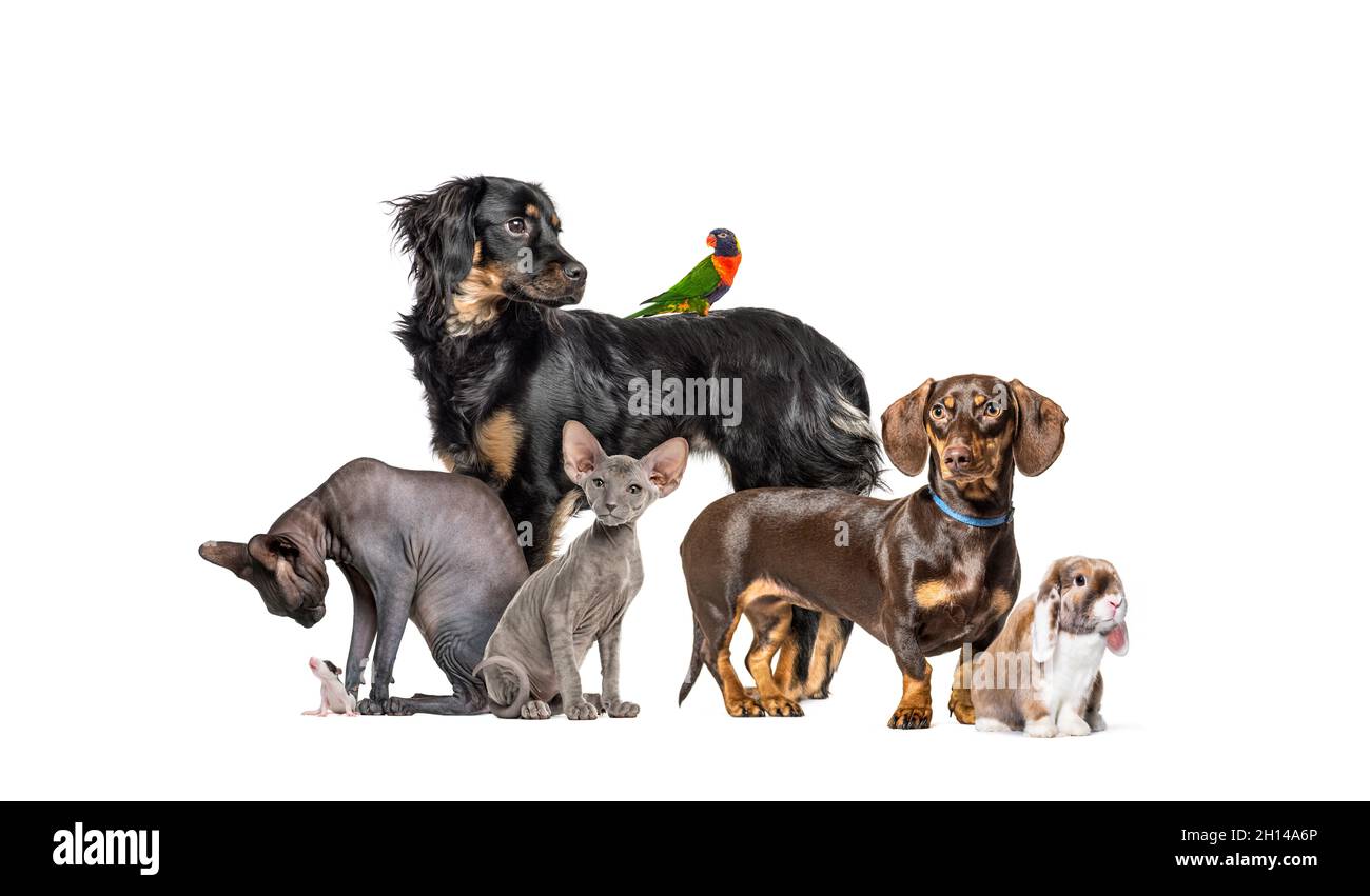 Group of pets in a row, Dogs, cats, rabbit, birds, isolated on white ...