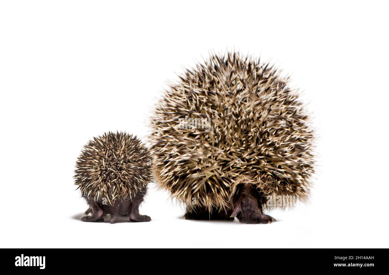 Back view of a baby European hedgehog and its mother walking on a white ...