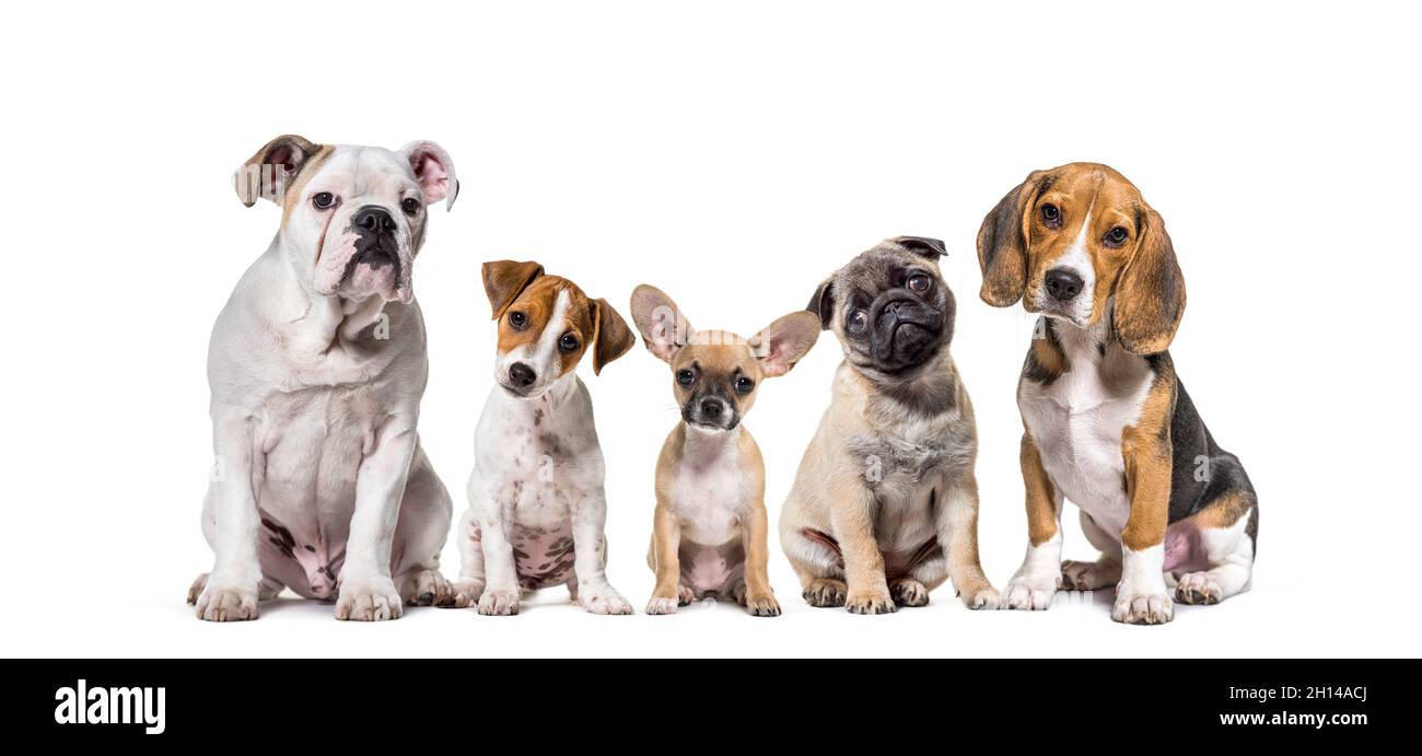 Group of purebred Dogs in a row, pets, isolated on white Stock Photo ...